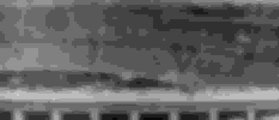 Berlin 1936 Summer Olympics - Athletes, Medals & Results