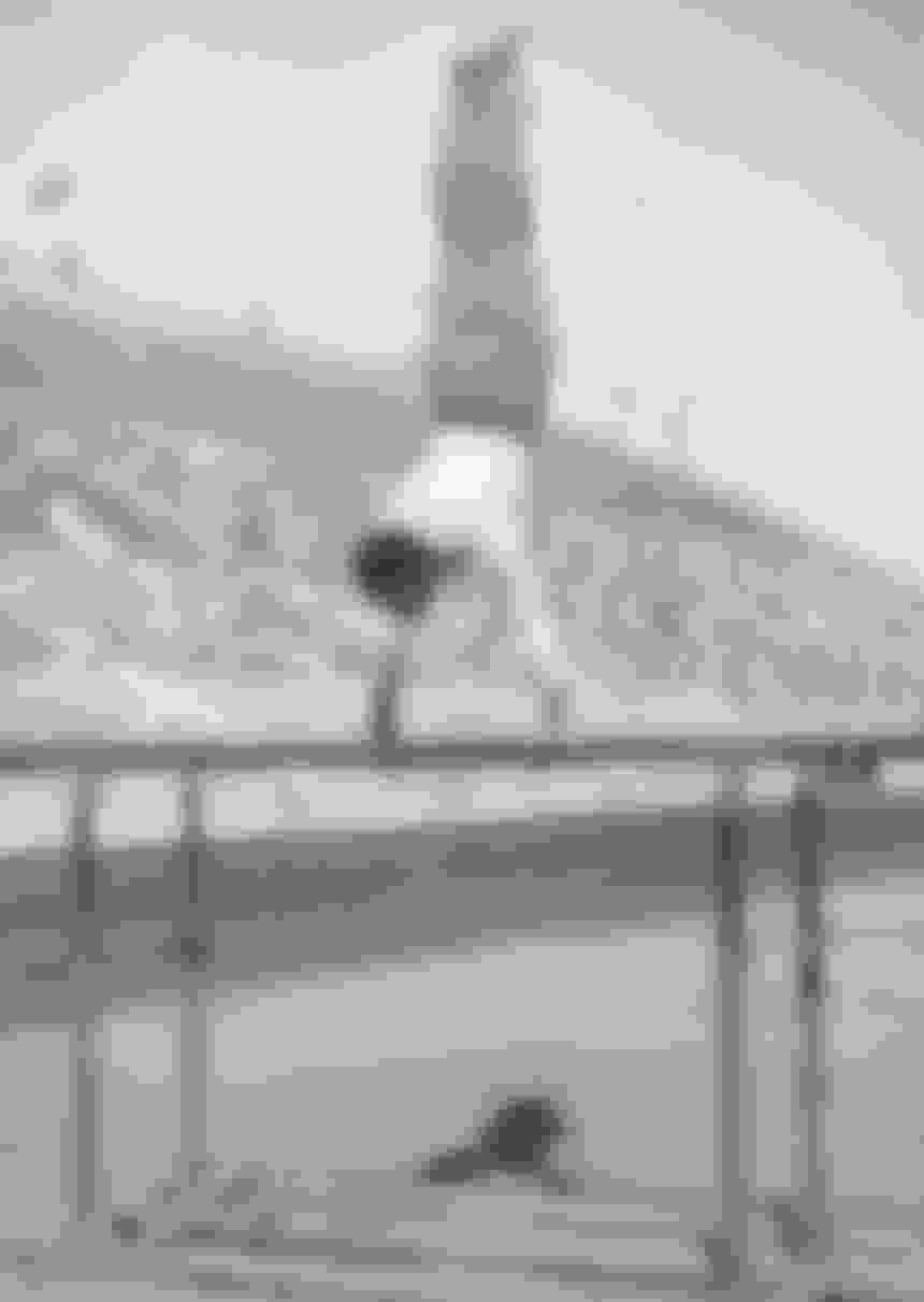 Gymnast Flatow claims three titles - Olympic News