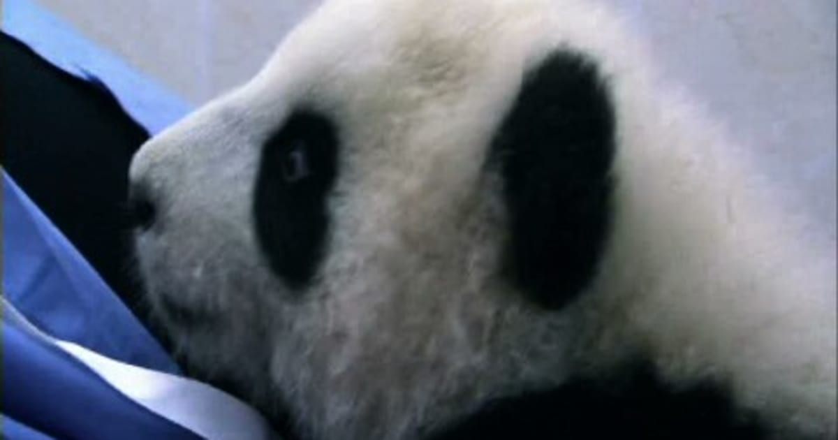 The Panda: China's National Treasure